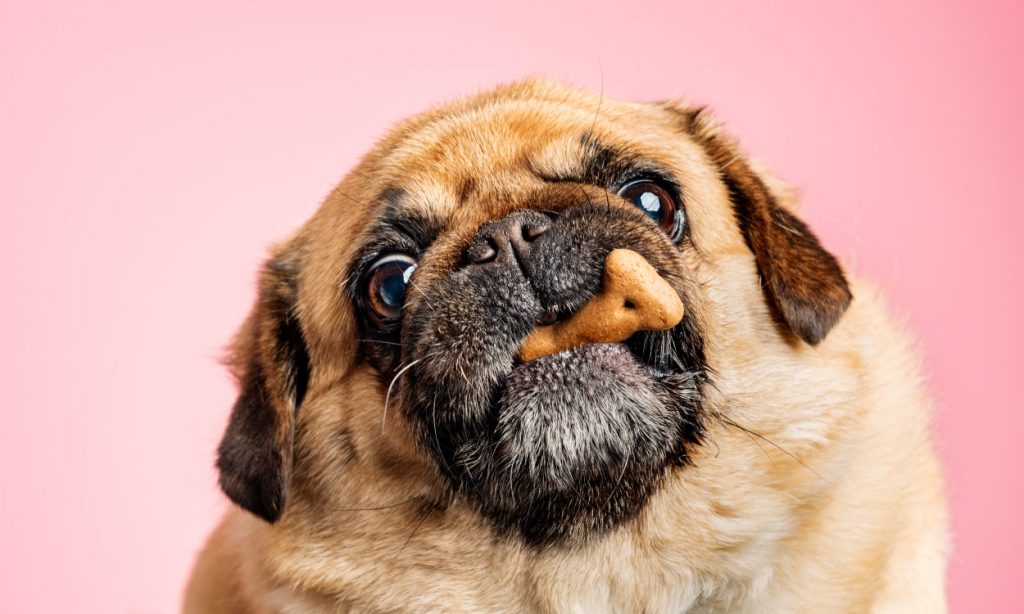 How To Tell If Your Dog Is Overweight - UK Home Improvement