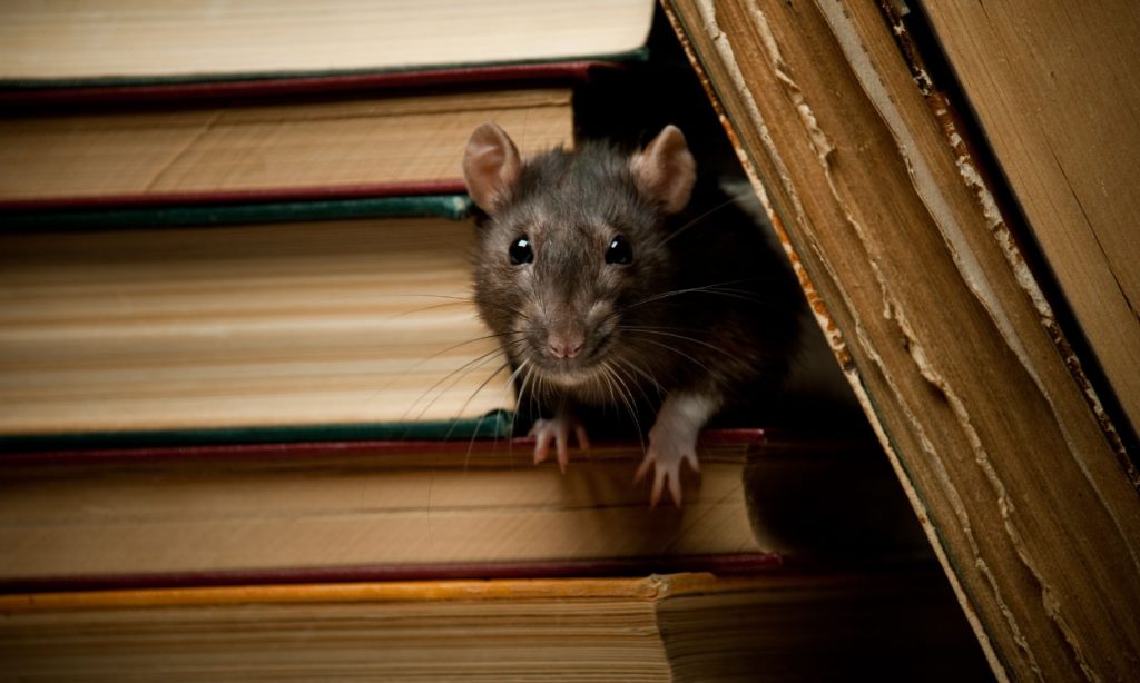 How Rats Enter Homes: An Overview | UK Home Improvement
