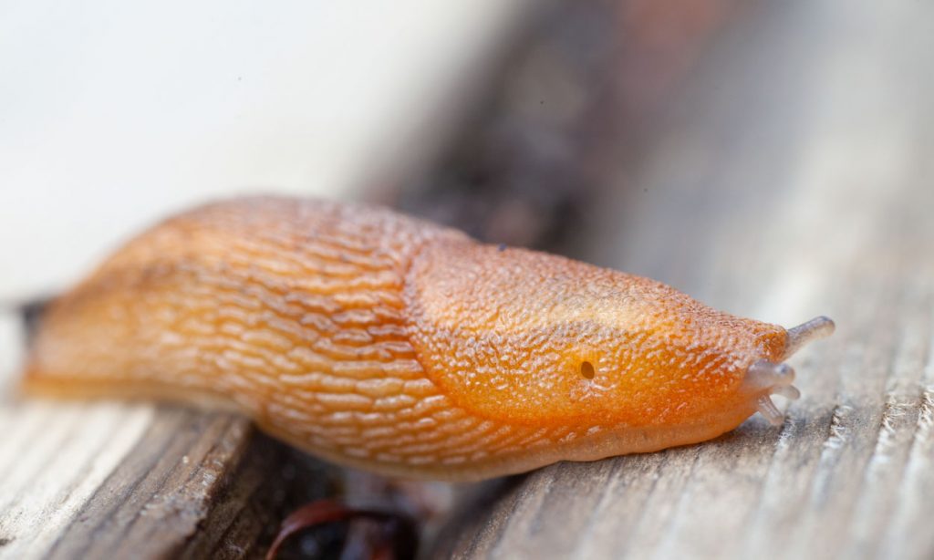 How Do I Get Rid of Slugs in My Home? | UK Home Improvement